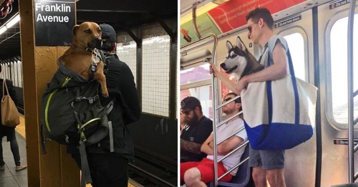 23 Weird Images From New York City Subway - Hello, Big Apple